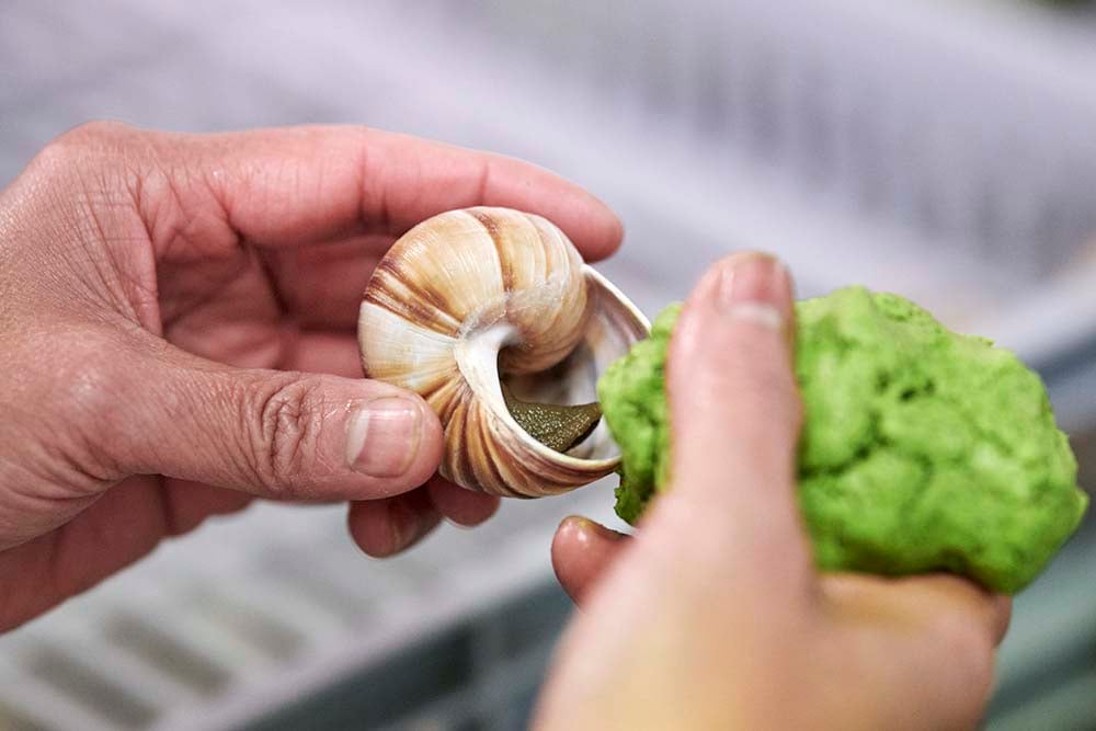 Sur la trace des derniers escargots de Bourgogne
