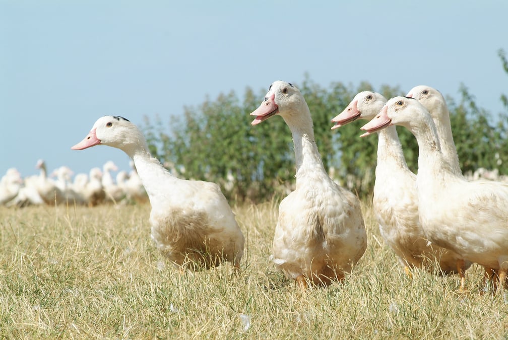 Foie gras : le producteur vendéen Ernest Soulard redémarre et met le ...