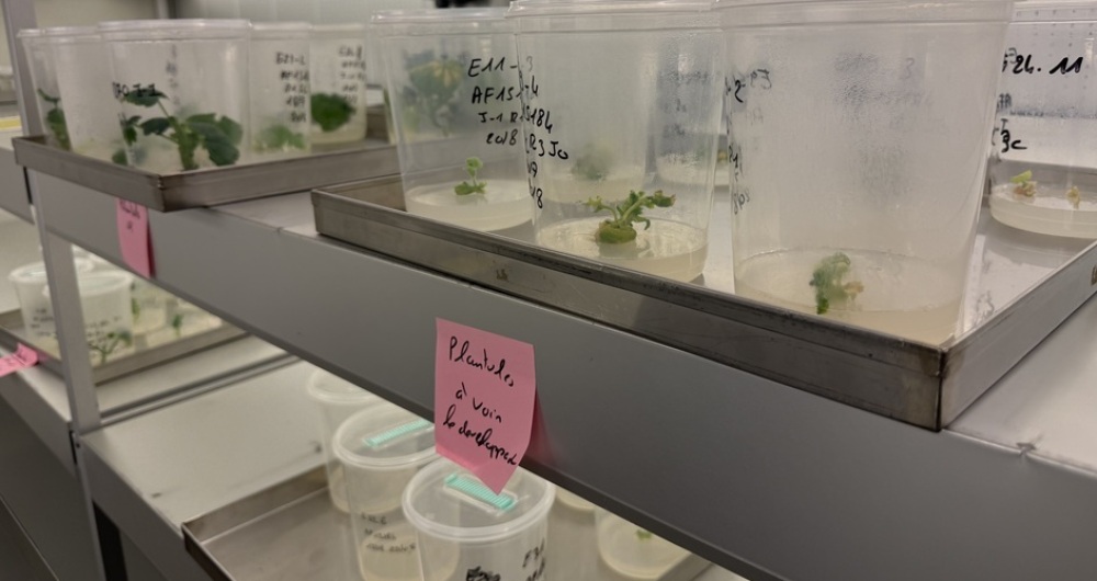 Comment les semenciers de légumes s’adaptent au changement climatique ...