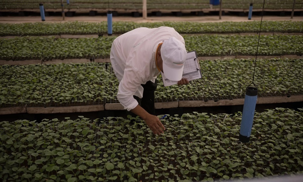 Le groupe agricole franco-marocain Azura veut intensifier ses activités ...