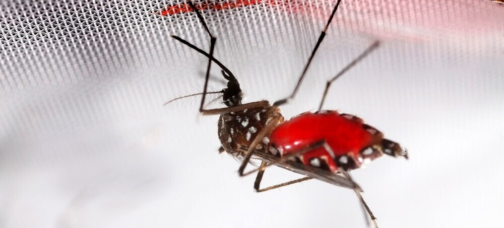 Dengue, Zika, paludisme... Dans les coulisses de l’IRD, là où les ...