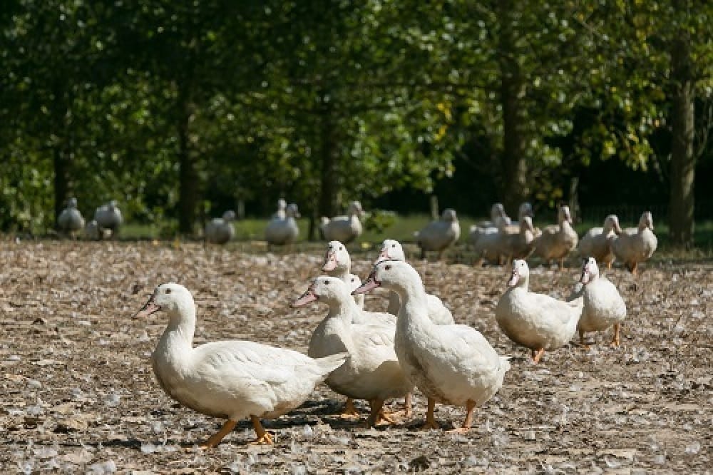 Agriculture et Agroalimentaire - La Tribune